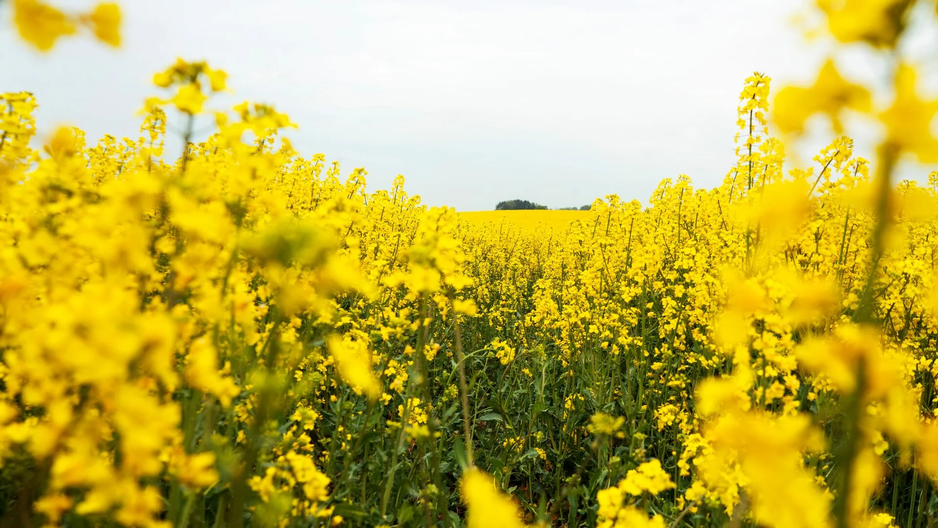 Alutard SQ® | ALKPro Österreich